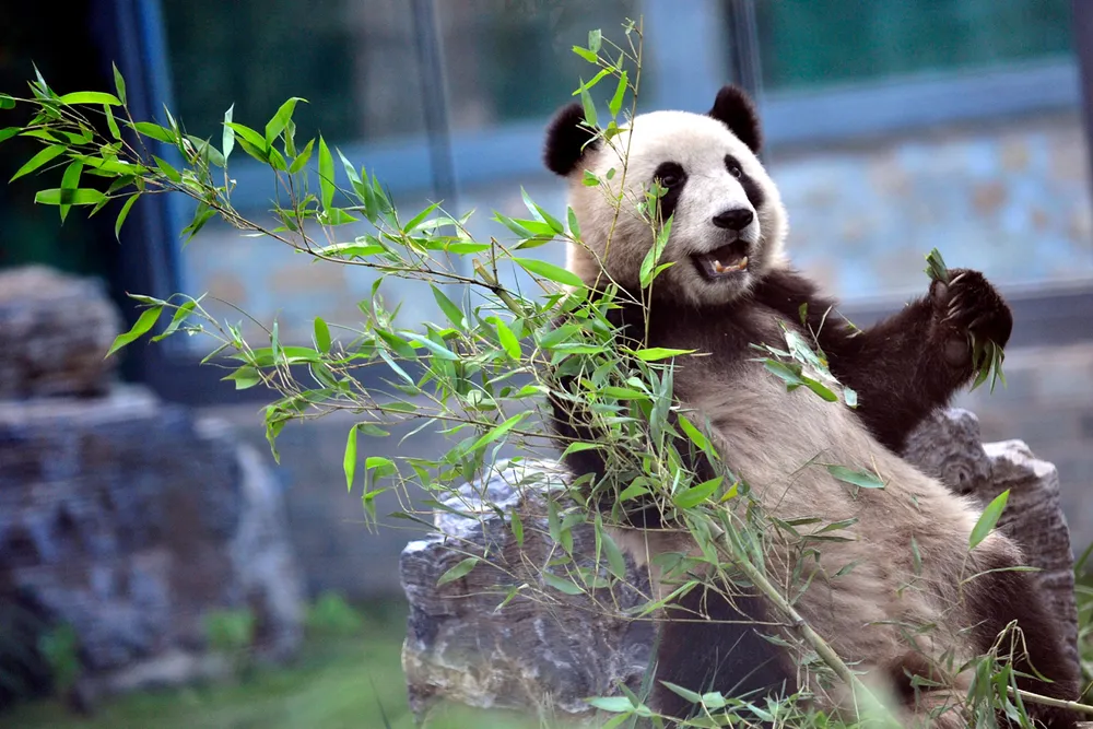 PetroChina signs gas pact with Chevron | Upstream