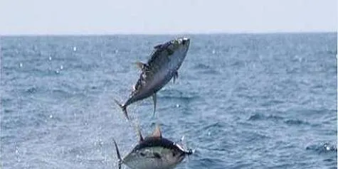 Clean Seas bluefin tuna fingerlings survive 150 days | Intrafish