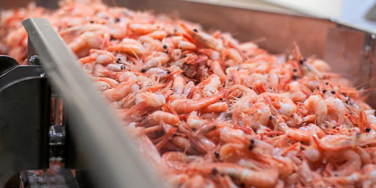 Samherji subsidiary shutters coldwater shrimp processing operation ...