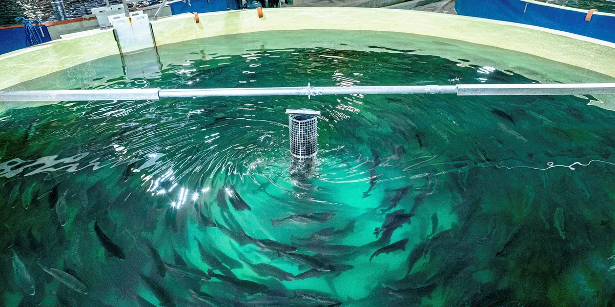 RAS equipment supplier kicks off French land-based salmon facility ...