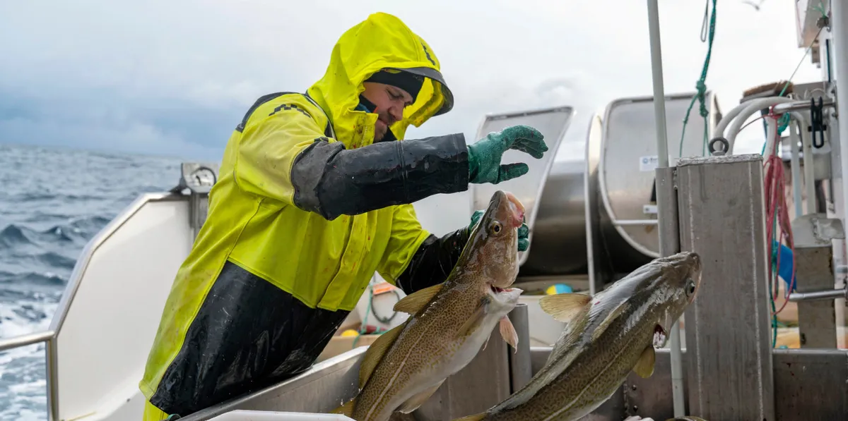 Barents Sea cod quota should be reduced by 31% for 2025, researchers ...