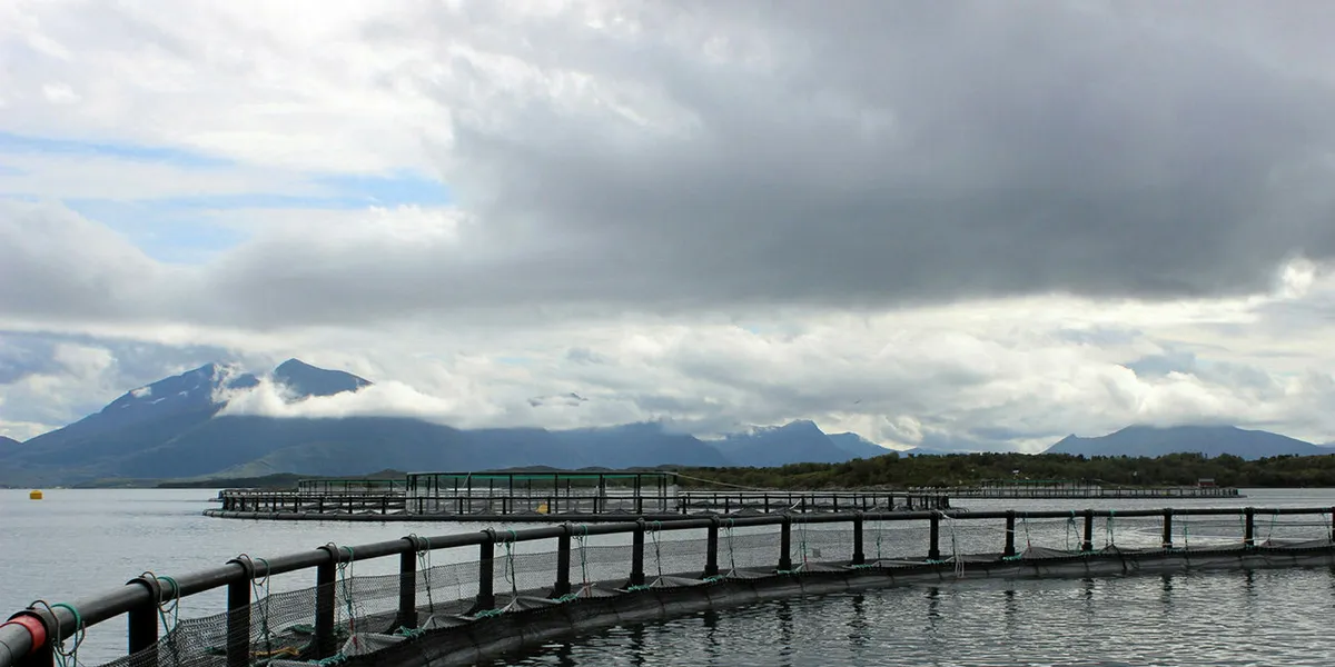 Cermaq touts better fish health, but reports massive salmon escape in ...