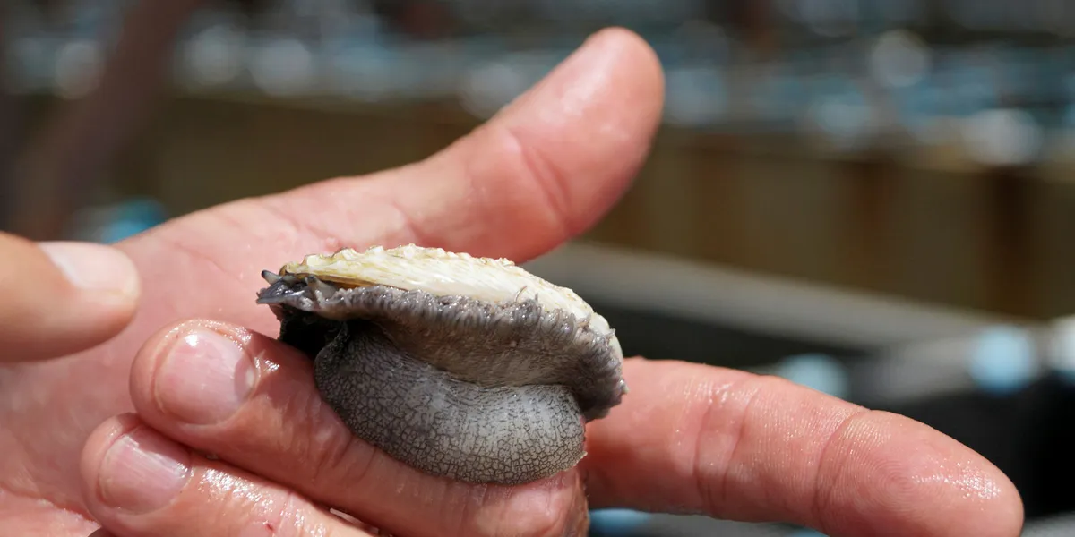 South African abalone farmer expanding to the Middle East | Intrafish