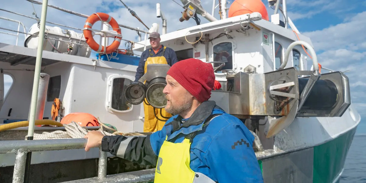 Fyrer løs mot nye torskeoppdrettstillatelser: – Vil fortrenge de lokale ...