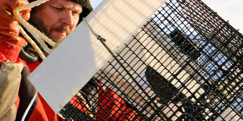 Kongekrabbe-eksportør er klar for å få til salg av levende reker ...