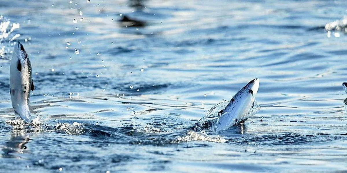 23,000 salmon escape from Cermaq Chile | Intrafish