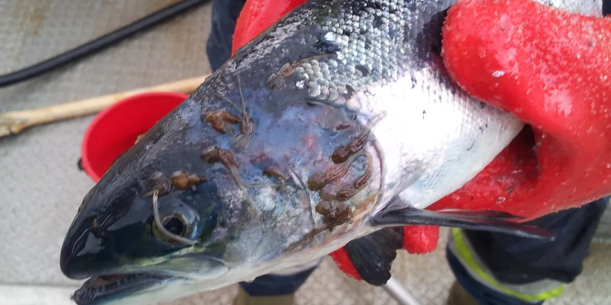 Norwegian regulator warns of renewed sea lice surge as heatwave ...