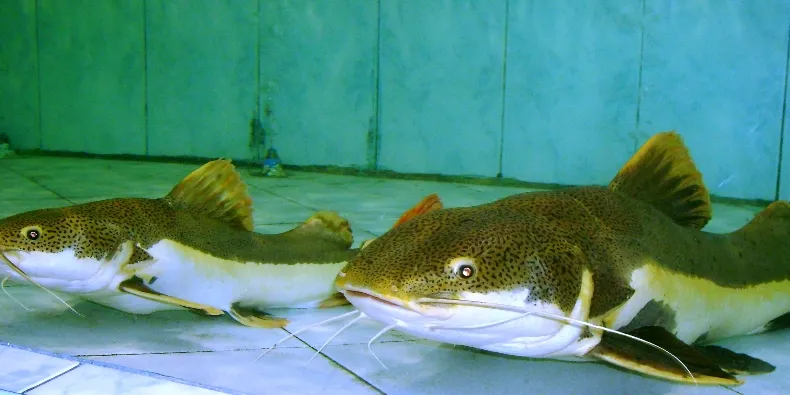 Malaysian firm starts direct live fish exports to mainland China ...