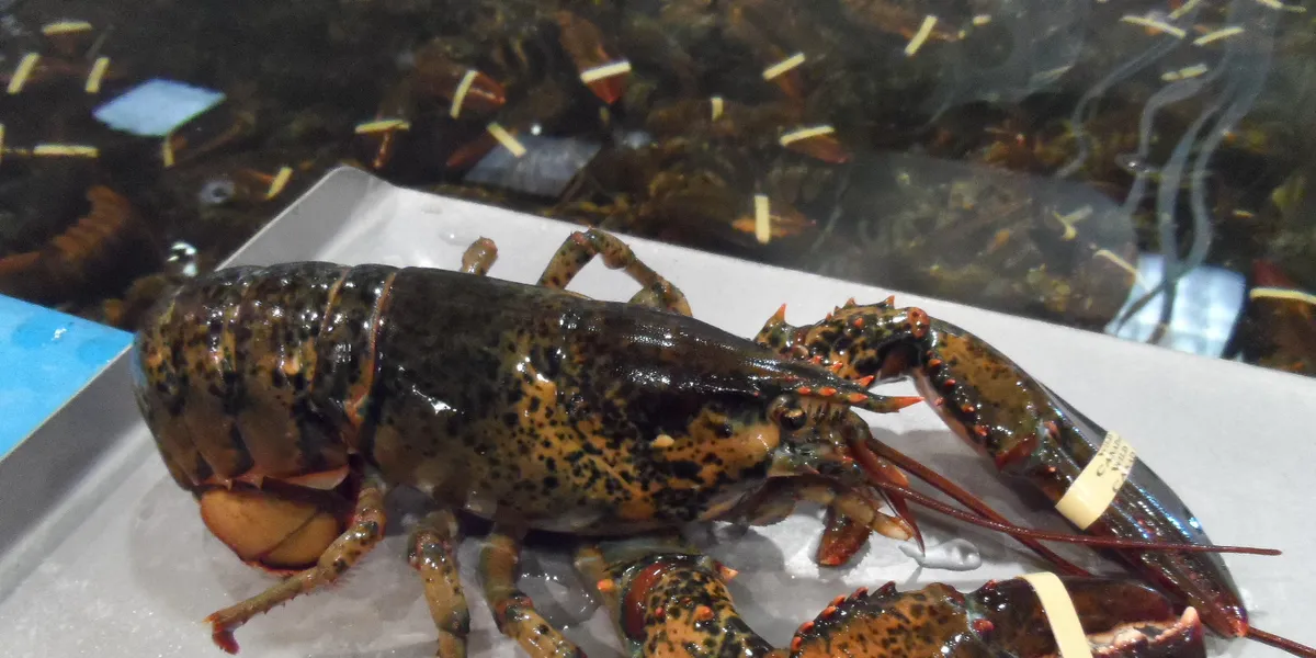 Lobster shell disease heading north to Maine | Intrafish