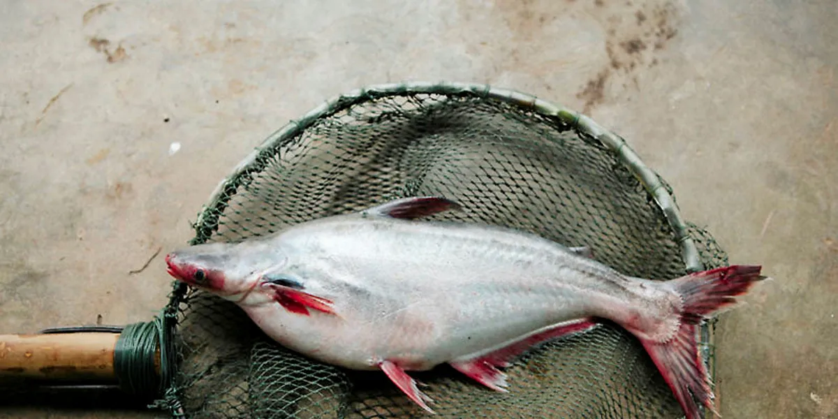 Massive fish deaths hit Vietnamese provinces | Intrafish