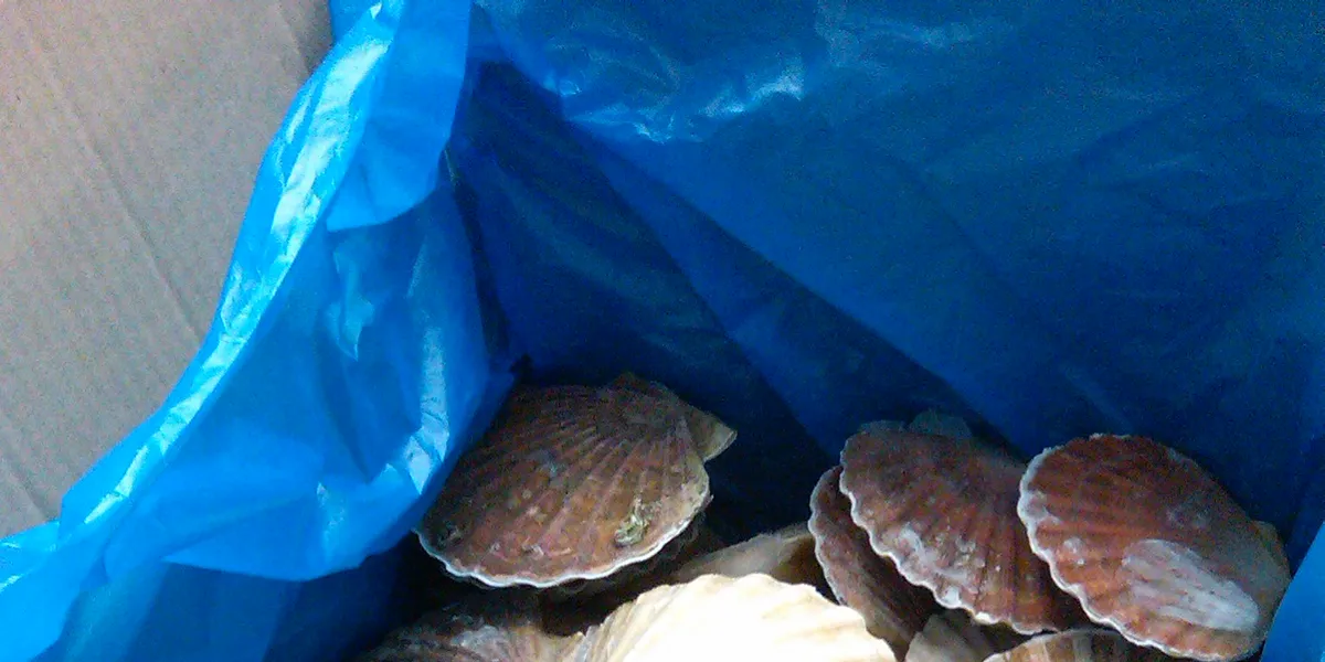 Big plans for scallop farming in Scotland | Intrafish