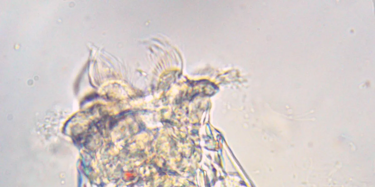 ALGAE WEEK BROUGHT TO YOU BY REED MARICULTURE: A product line built on ...