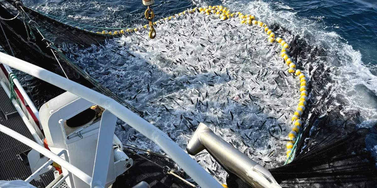 Makrellen kan bli verd over fem milliarder for norske fiskere i år ...