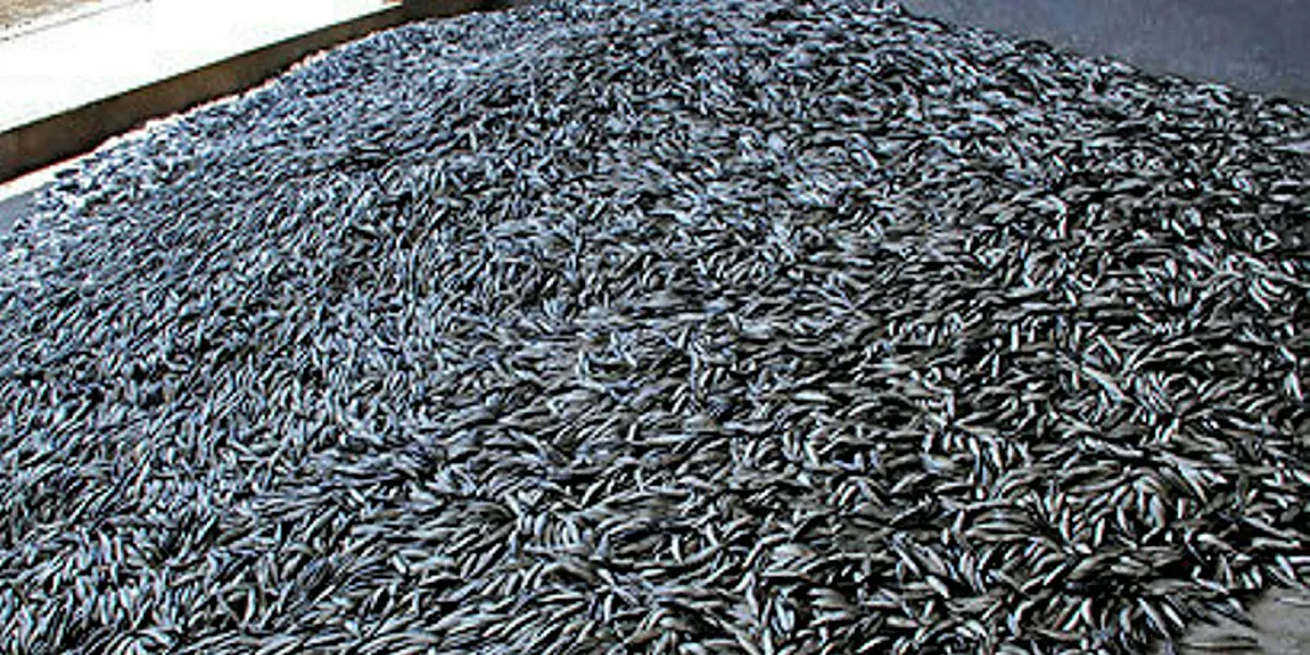 Peruvian anchovy season wraps up at 95% TAC utilization | Intrafish