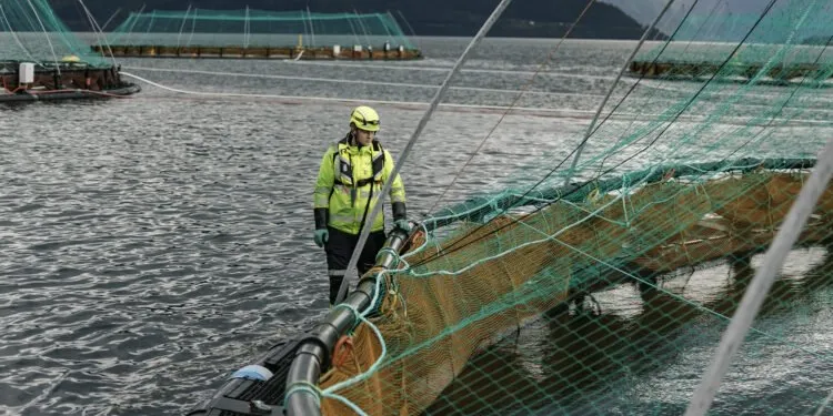 'Professionalizing' the industry: Norway introduces tougher cod farming ...