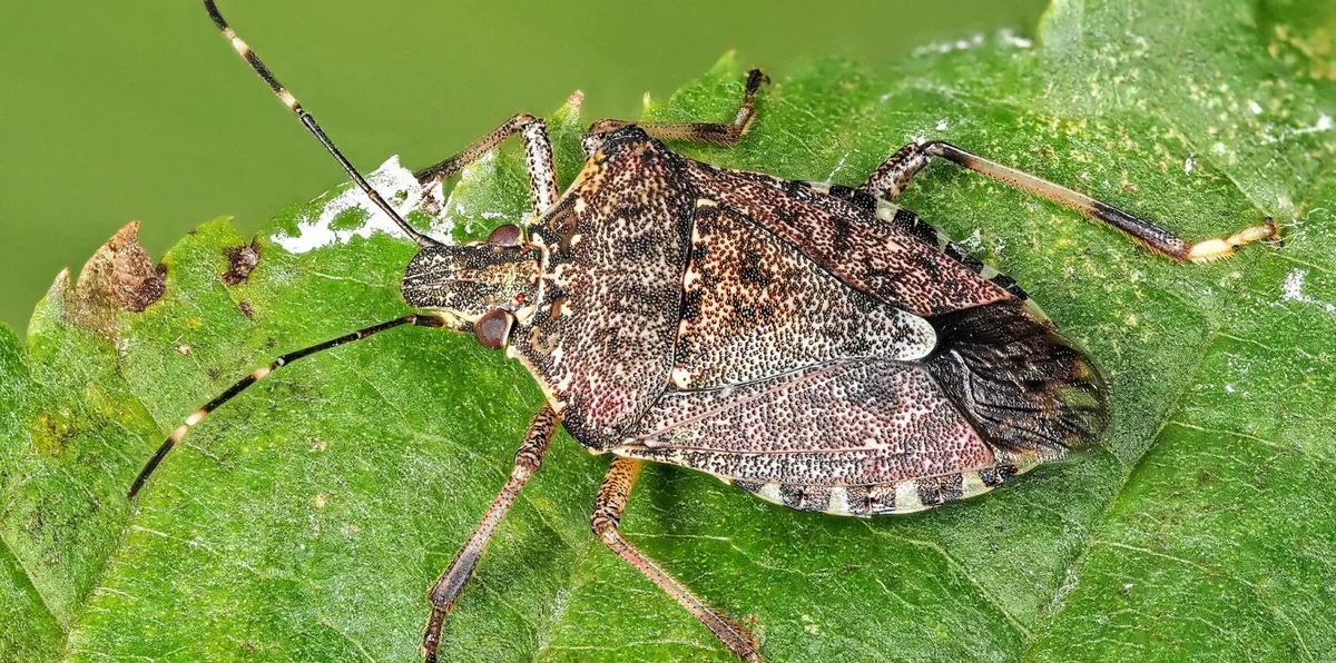Invasive stink bugs hit Wallenius Wilhelmsen’s first-quarter results