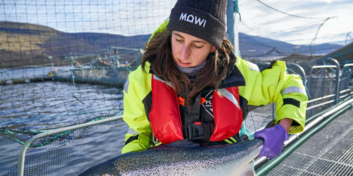 Mowi under investigation after 75,000 fish escape in Scotland | Intrafish