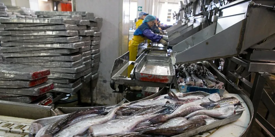 Asia pivot helps Russia to higher H1 seafood exports | Intrafish