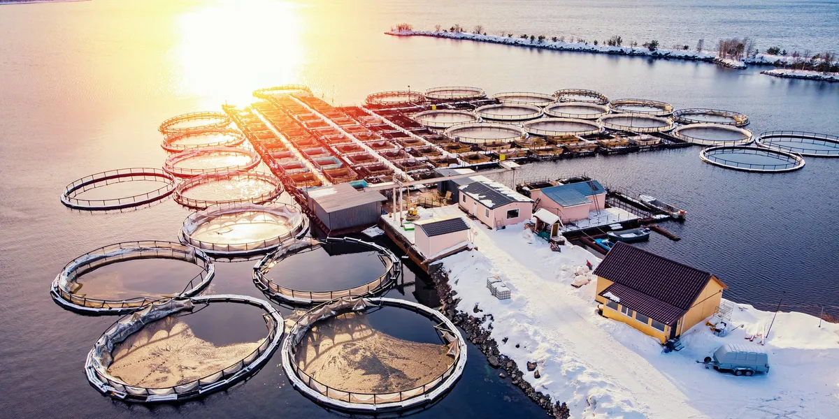 FAO predicts global seafood surge | Intrafish