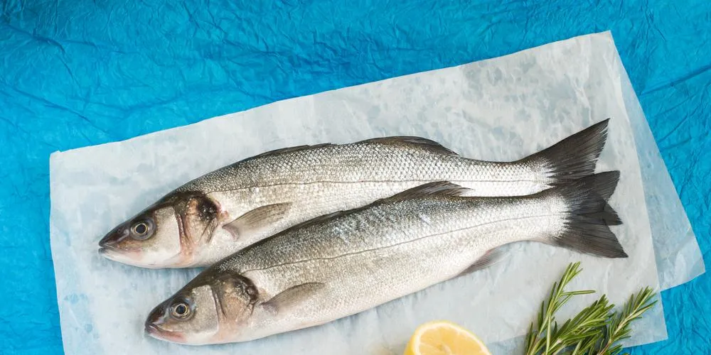 US land-based sea bass farming project ready for launch | Intrafish