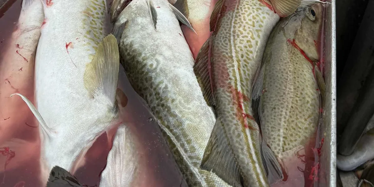Northeast Arctic cod red-listed in latest UK consumer guide | Intrafish