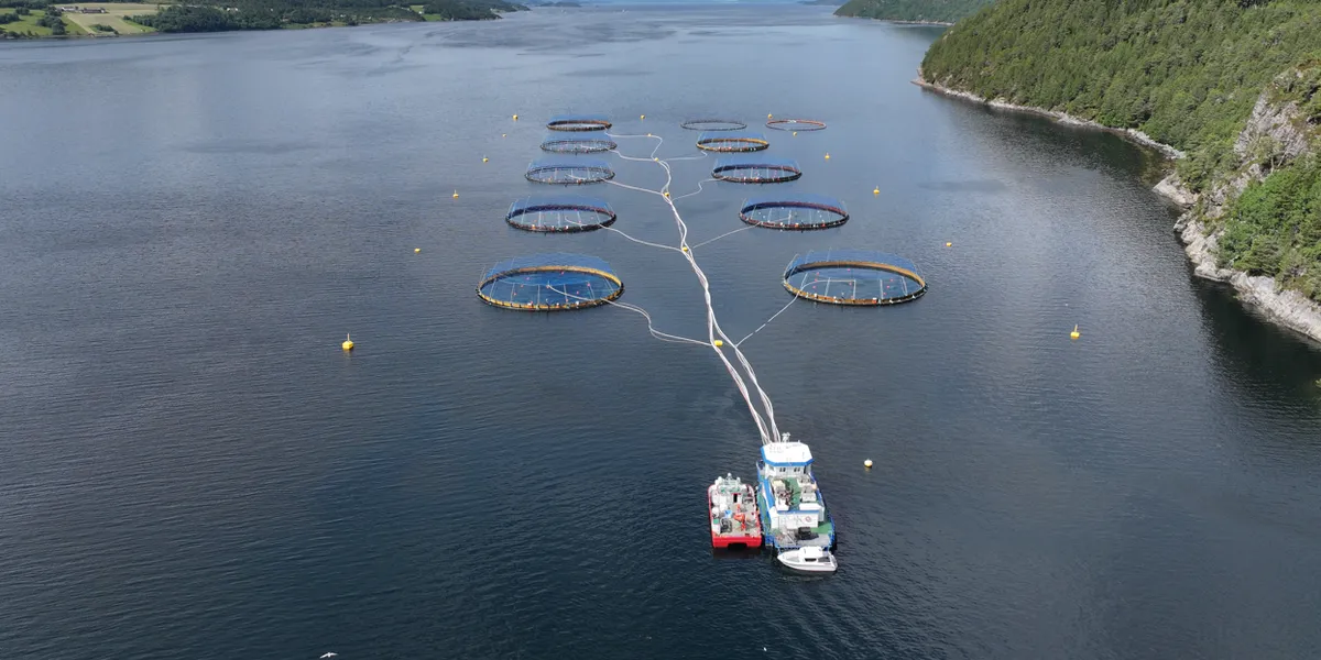Storm kills 100,000 fish at Norway farm | Intrafish