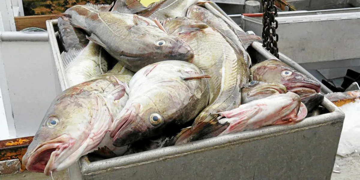 Norway and Russia set date for crucial Barents Sea cod quota talks ...
