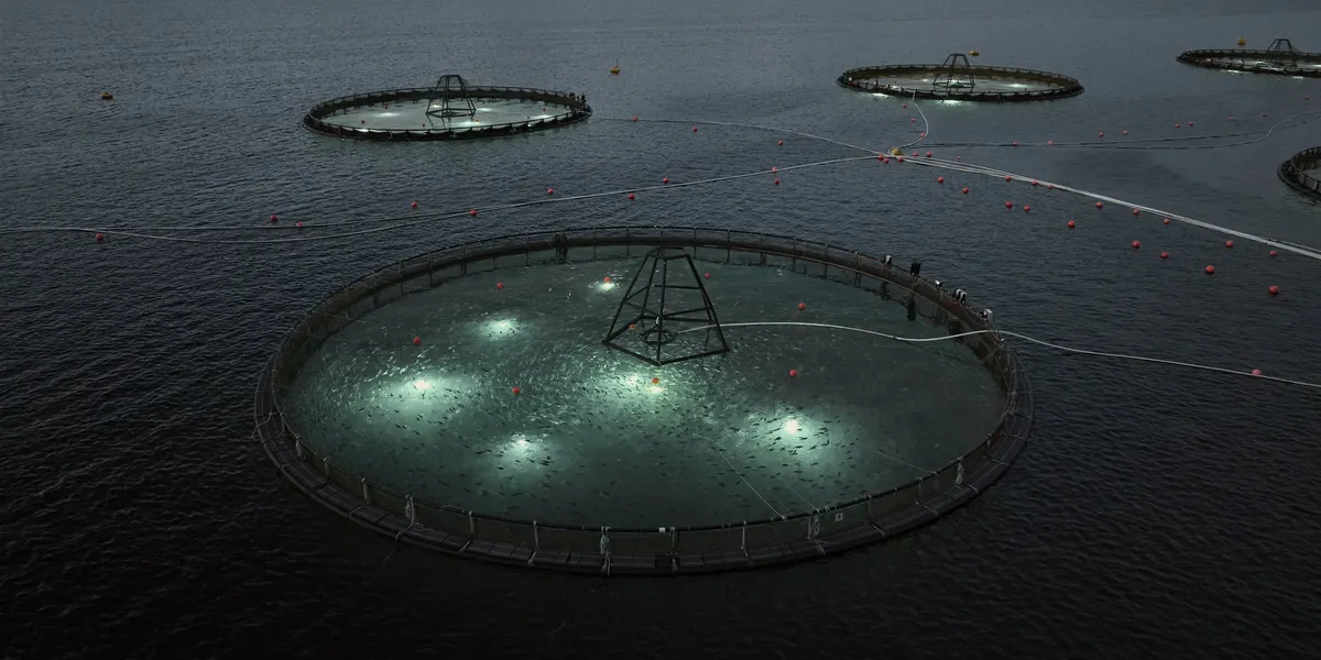 A journey through the farmed cod value chain | Intrafish