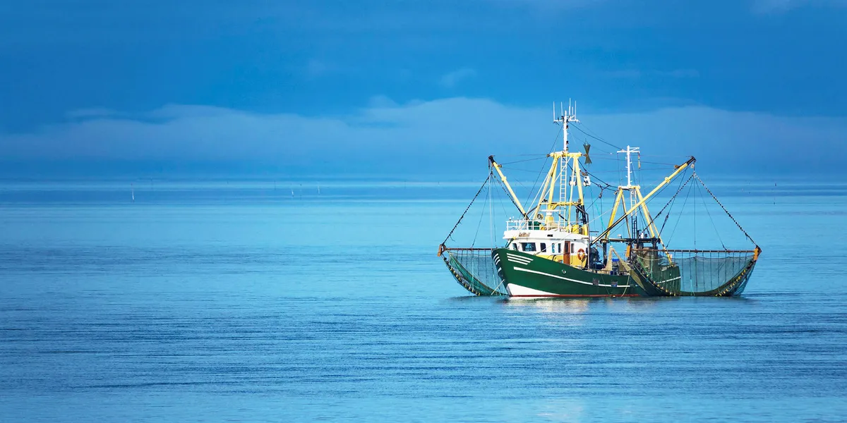 Brisk North Sea brown shrimp market facing collapse | Intrafish