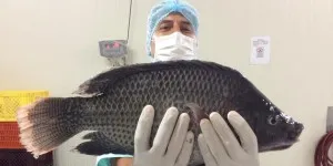 The Colombian tilapia farmer that’s ready to take on the world | Intrafish
