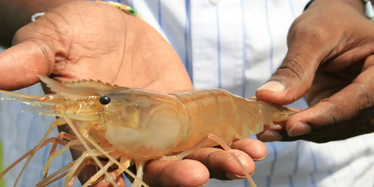 India hits record number of shrimp refusals into US | Intrafish