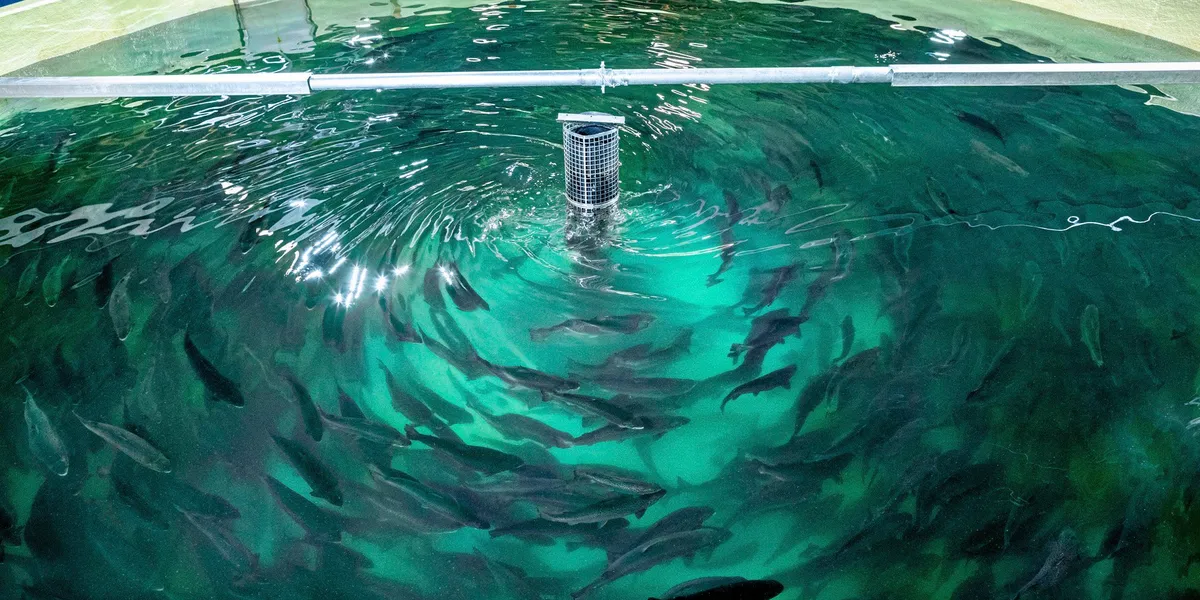 Proposed law could halt development of this country's land-based salmon ...