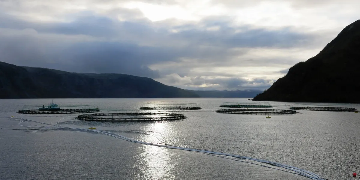 Salmon farmer forced to cull 930,000 fish in Norway's first deadly ISA ...