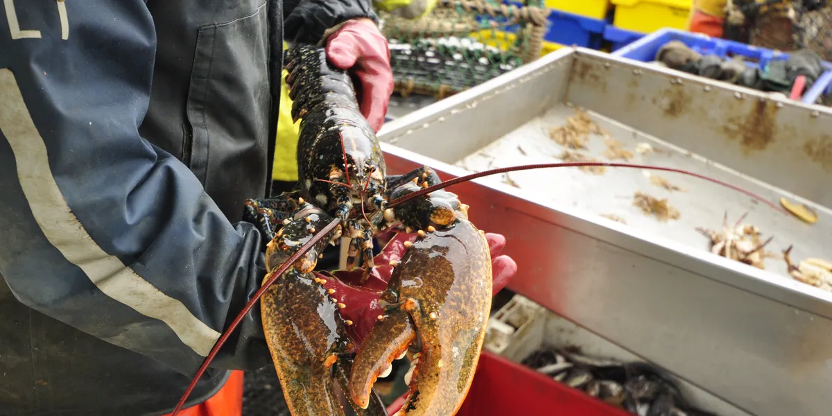 Concern over lobster disease in UK MCZ no-take zone | Intrafish