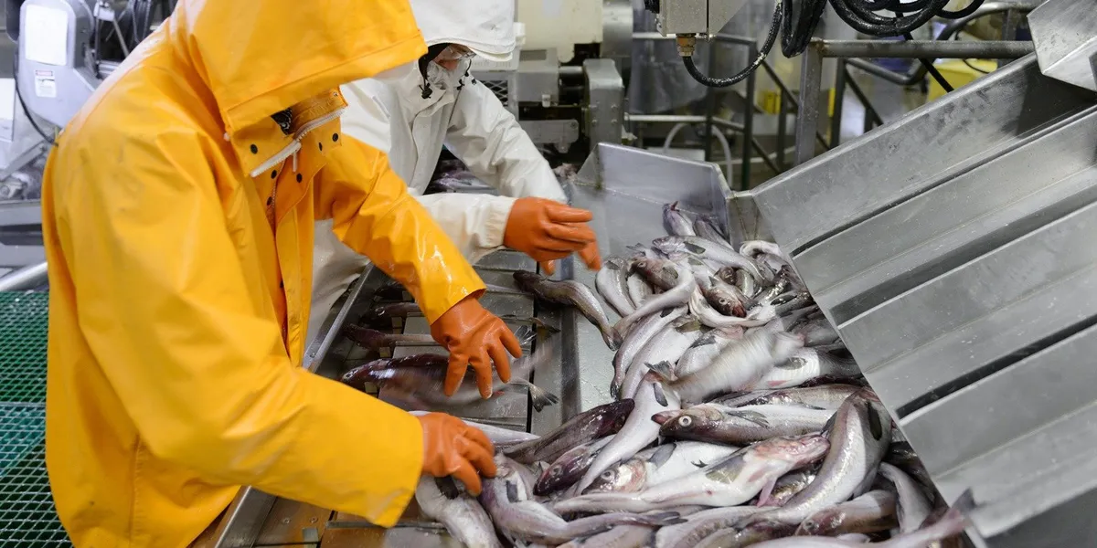 Alaska 2026 pollock quota process pushes on even as questions linger ...