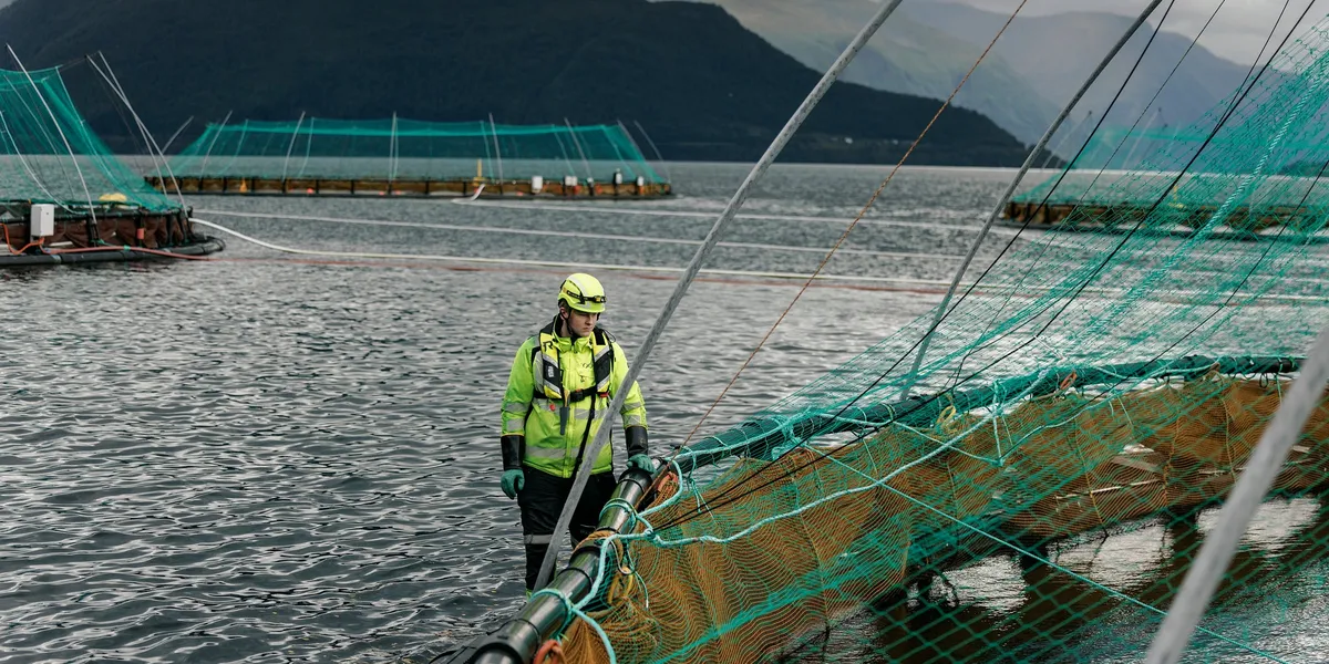 A second chance for cod farming: How a new generation of producers is ...