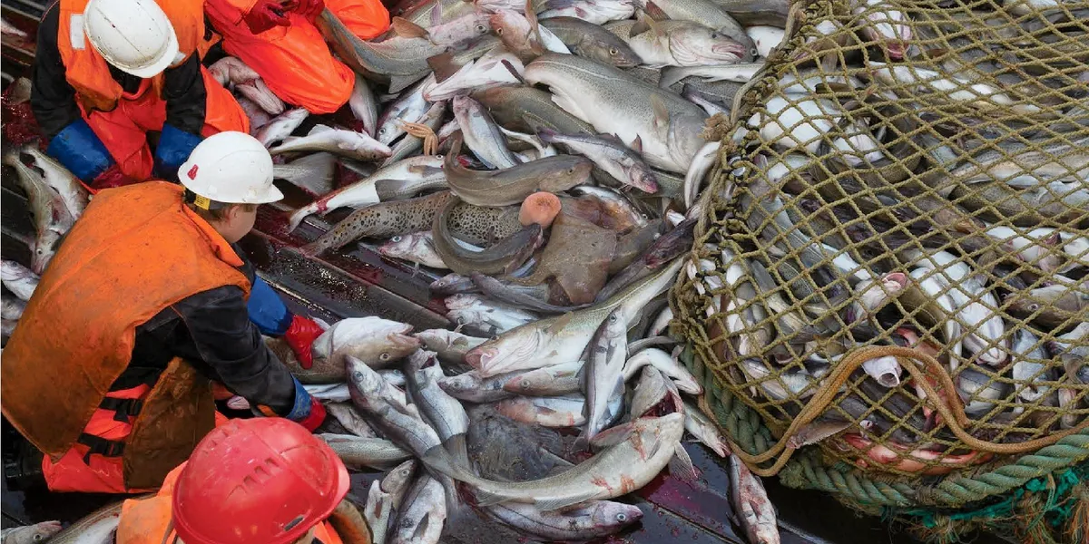 Norebo says EU sanctions based on 'false' accusations | Intrafish