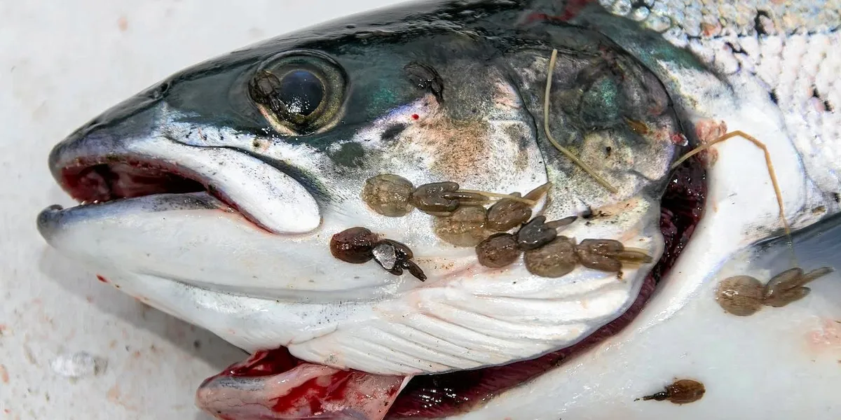 Norwegian authorities sound alarm over escalating salmon sea lice ...