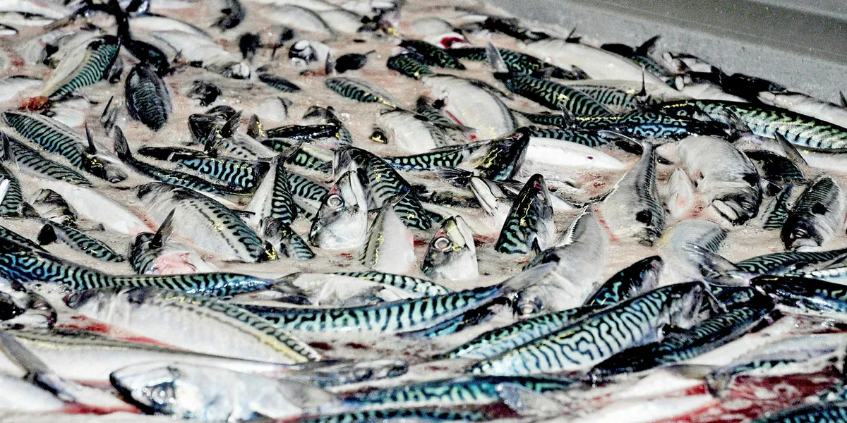 Bleak outlook for Canadian mackerel fishery could threaten MSC lobster ...