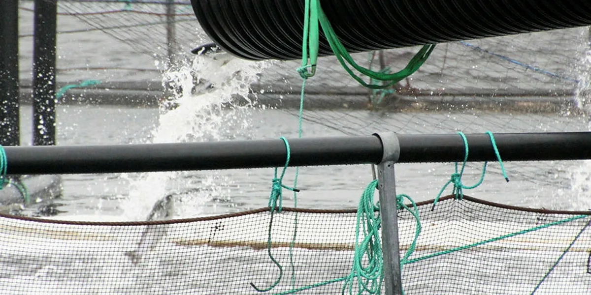 Norway's salmon farmers are dodging major sea lice problems this year ...