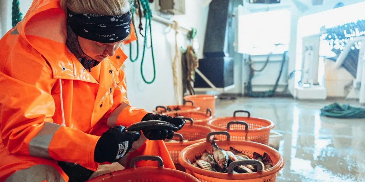 Sildesopp kan flytte seg nordover med makrellen | Fiskeribladet