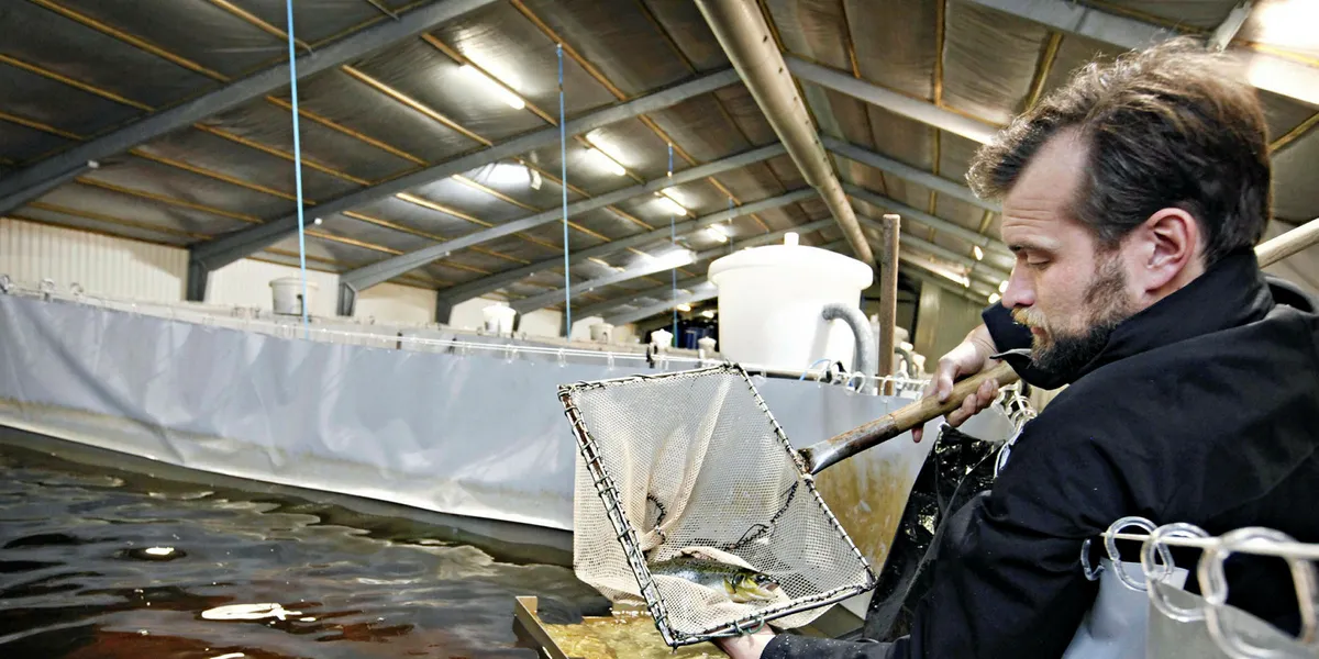 Land-based salmon farmer writes red figures in Denmark | Intrafish