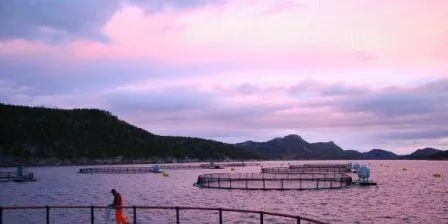 Codfarmers, Atlantic Cod Farms: merger ahead? | Intrafish